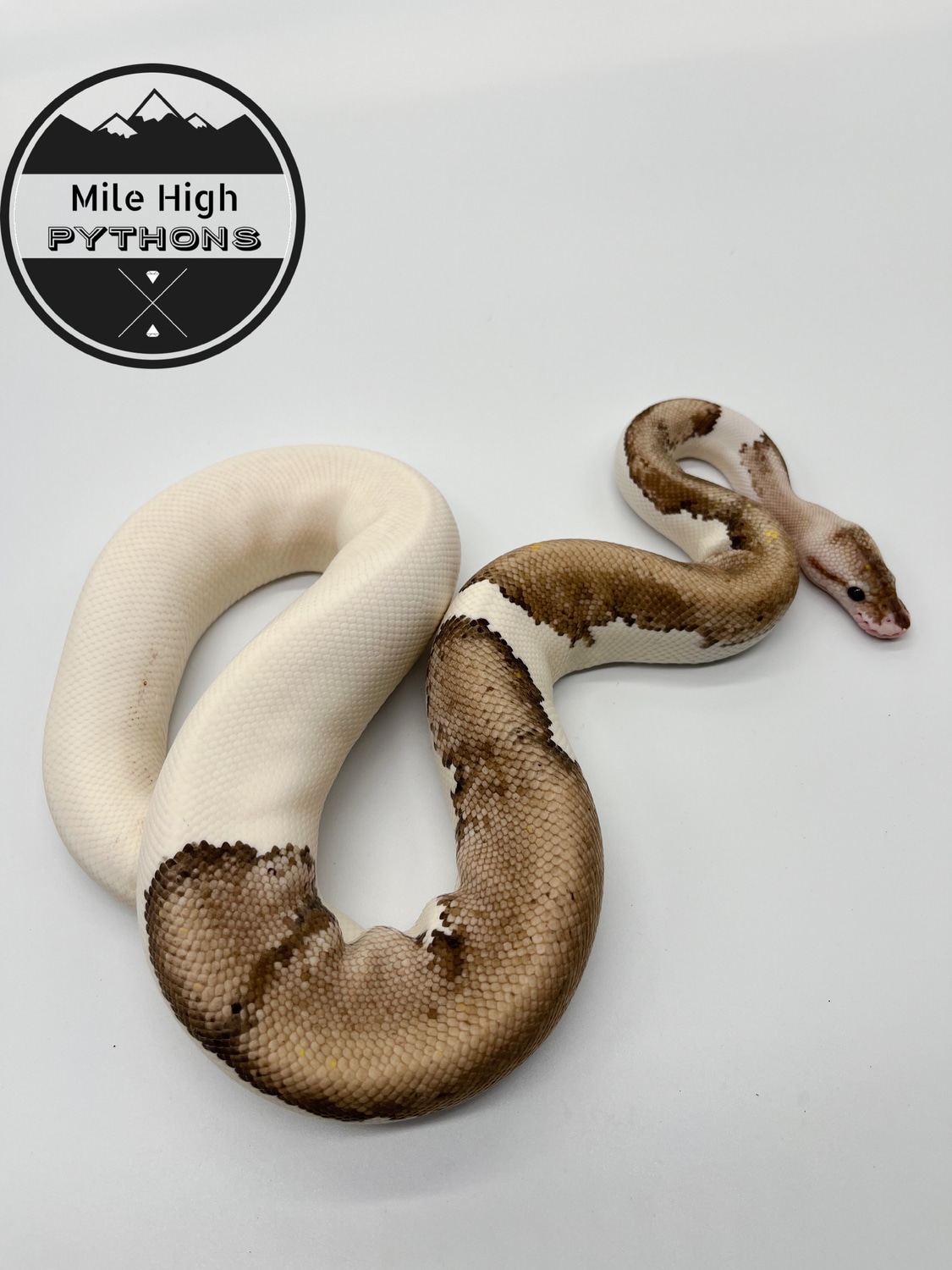 Grey Matter Ball Python by Mile High Pythons - MorphMarket