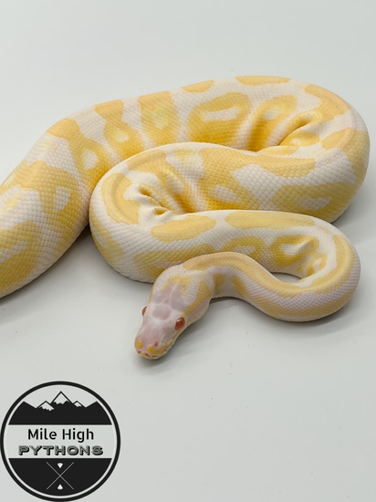 Scaleless Head Albino Ball Python by Mile High Pythons