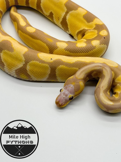 Scaleless Head Candino Ball Python by Mile High Pythons - MorphMarket