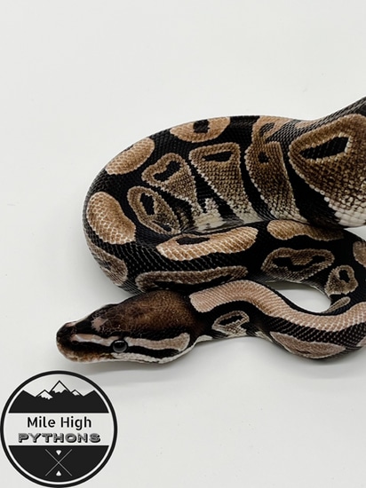 Scaleless Head Axanthic Vpi Ball Python by Mile High Pythons