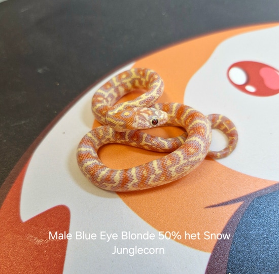 Blue Eye Blonde Junglecorn Corn Snake by Milksnake Mutations