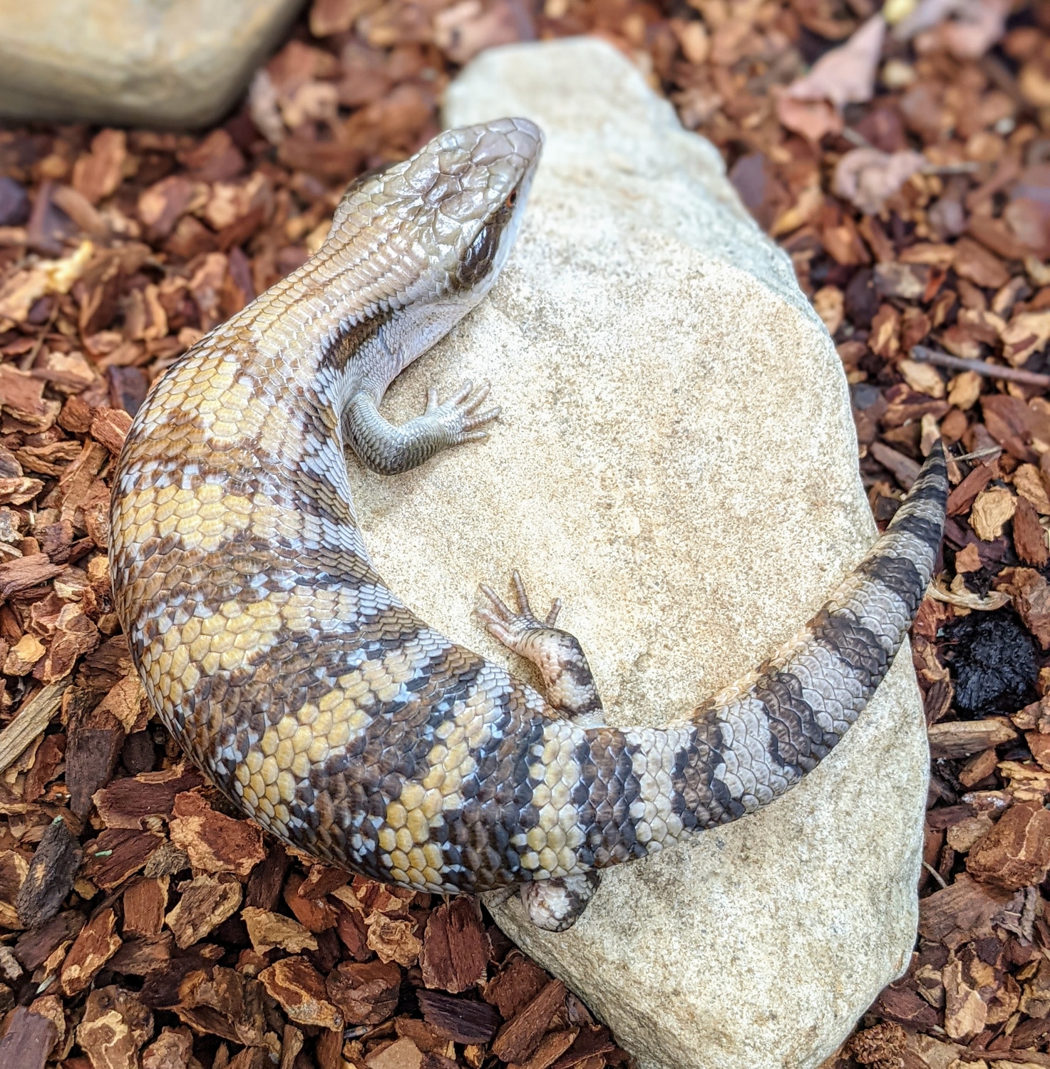 NSW Eyebanded Eastern Blue Tongue Skink Eastern Blue-Tongued Skink by ...