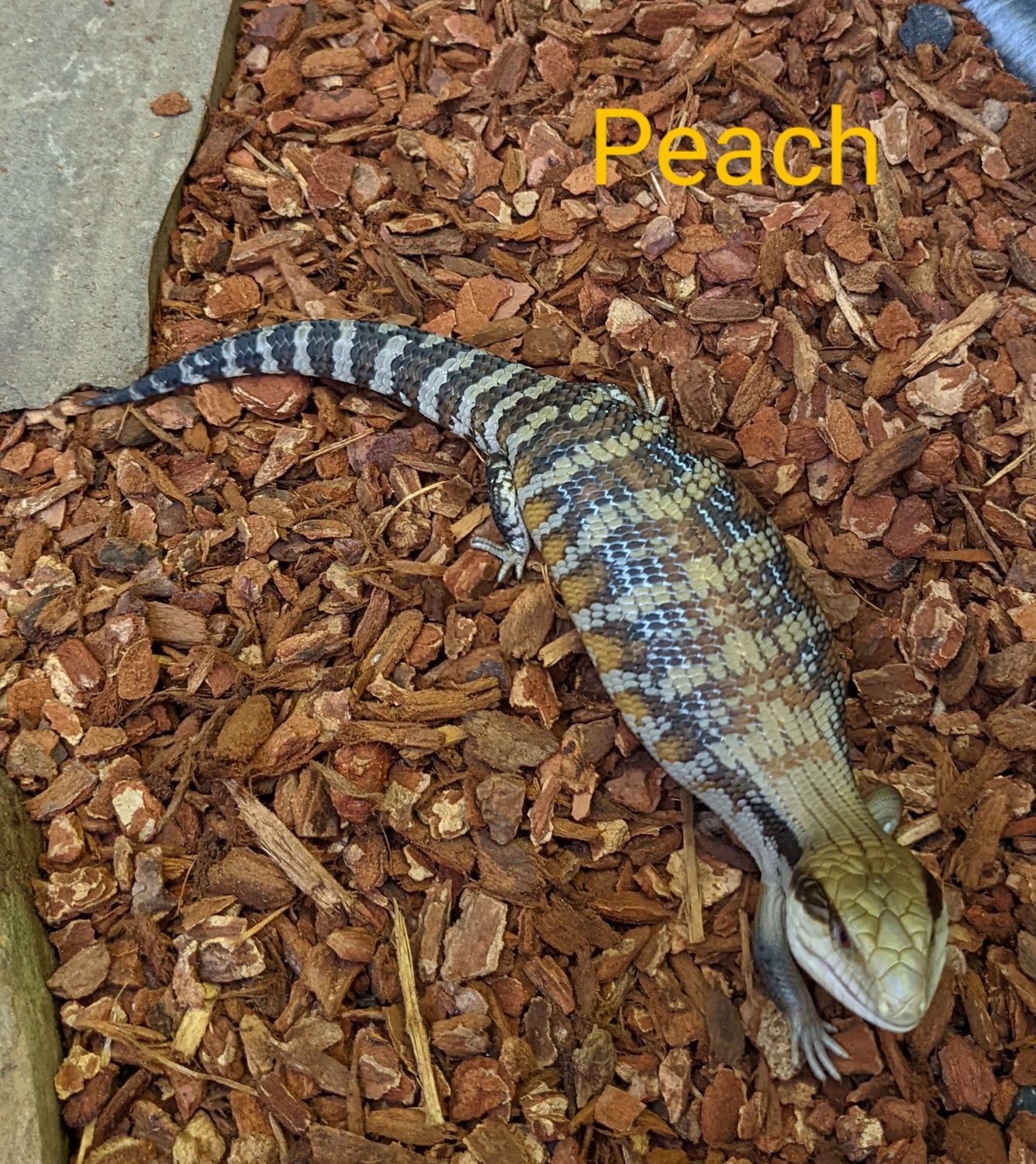 NSW Eye-banded Eastern Eastern Blue-Tongued Skink by MilkyWayReptiles ...