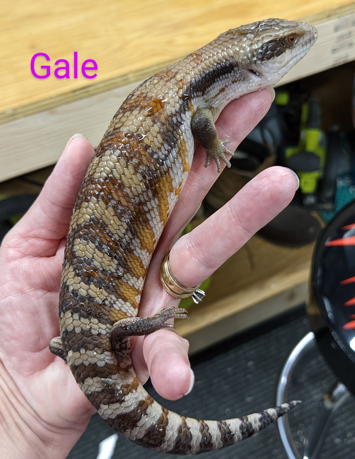 NSW Eye-banded Eastern Eastern Blue-Tongued Skink by MilkyWayReptiles ...