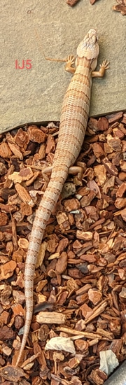 Pink Tongue Skink Juvie Pink-Tongued Skink by MilkyWayReptiles