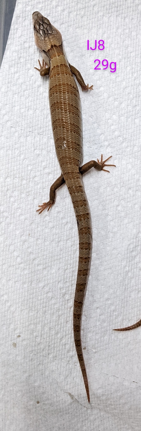 Pink Tongue Skink Juvie Other Skink by MilkyWayReptiles - MorphMarket