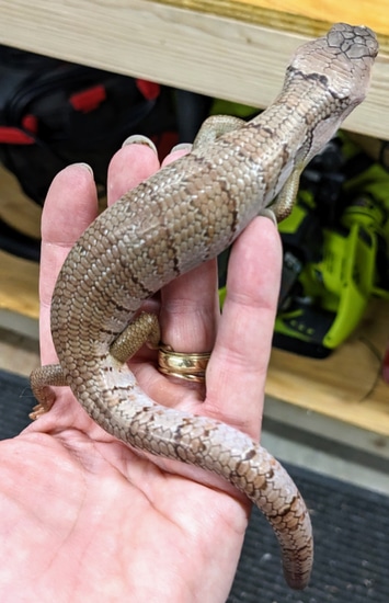 Pink Tongue Skink Juvie Pink-Tongued Skink by MilkyWayReptiles