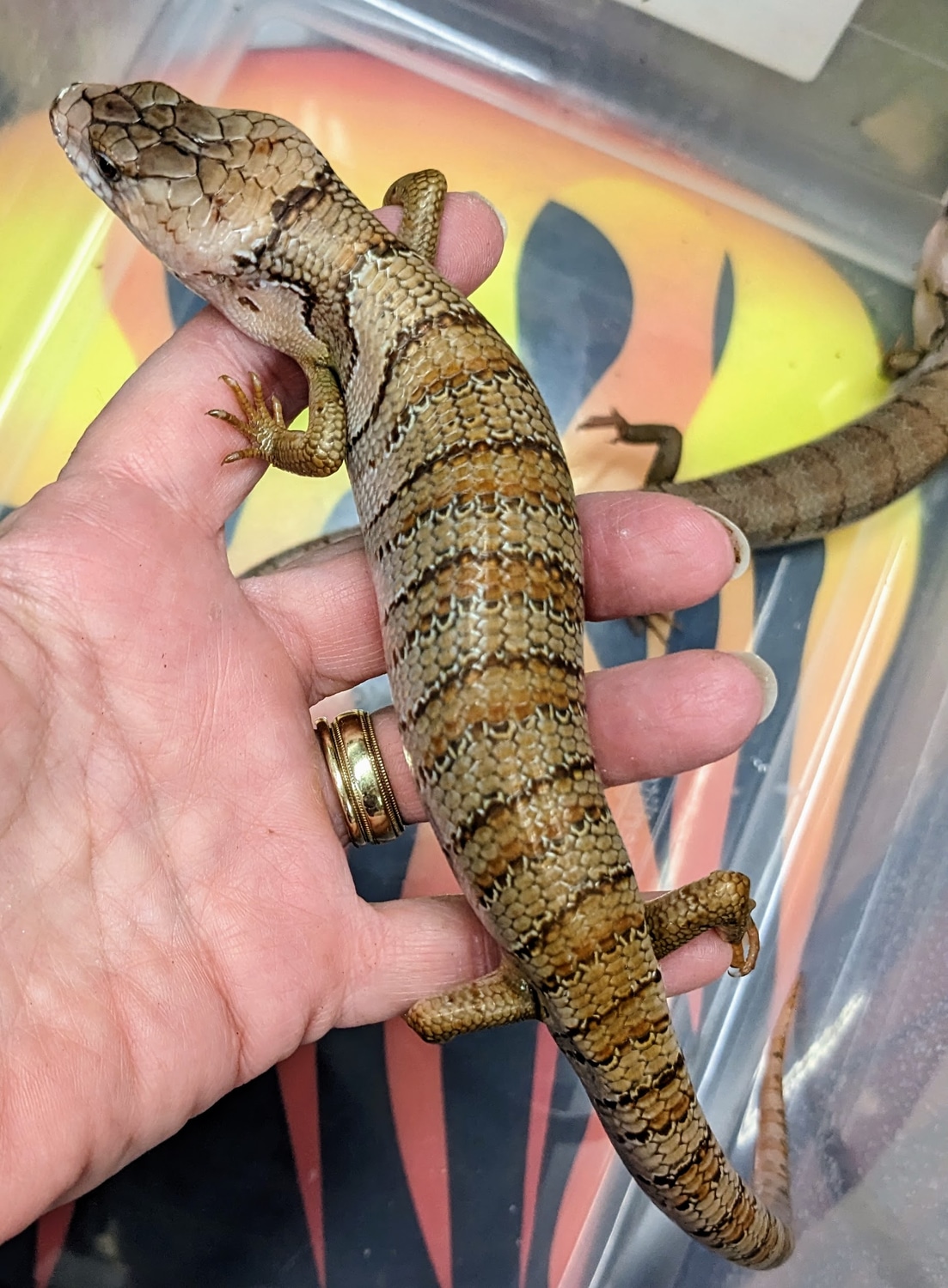 Pink Tongue Skink Juvie Other Skink by MilkyWayReptiles - MorphMarket