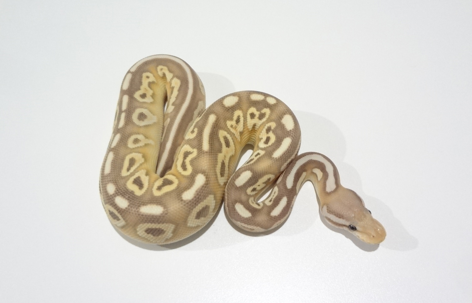 Banana Black Pastel Lesser Ball Python by Millcreek Constrictors ...