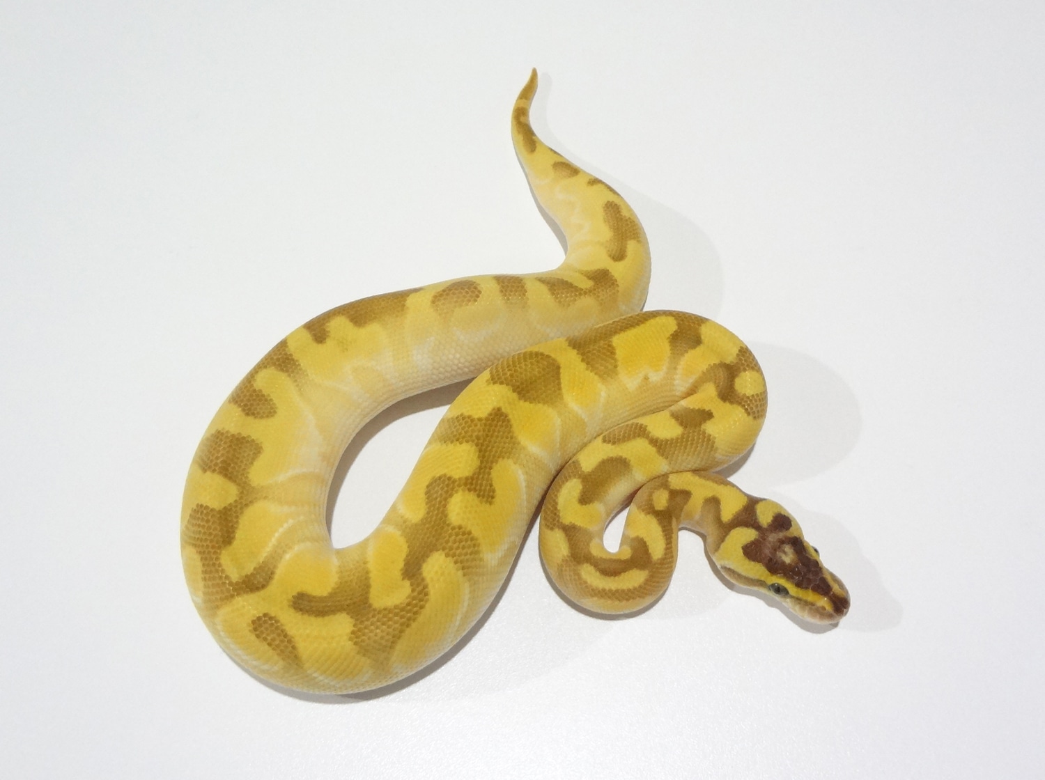 Super Enchi Orange Dream Lesser Ball Python by Millcreek Constrictors ...