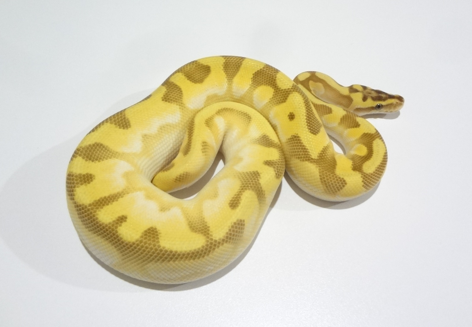 Super Enchi Orange Dream Pastel Lesser Calico Ball Python by Millcreek ...
