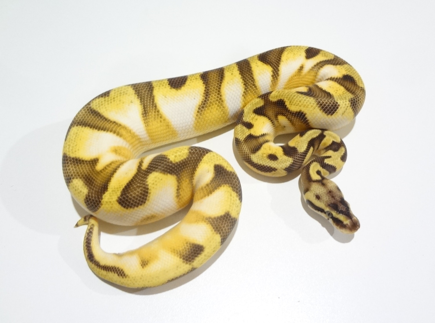 Pastel Enchi Orange Dream Calico Ball Python by Millcreek Constrictors ...