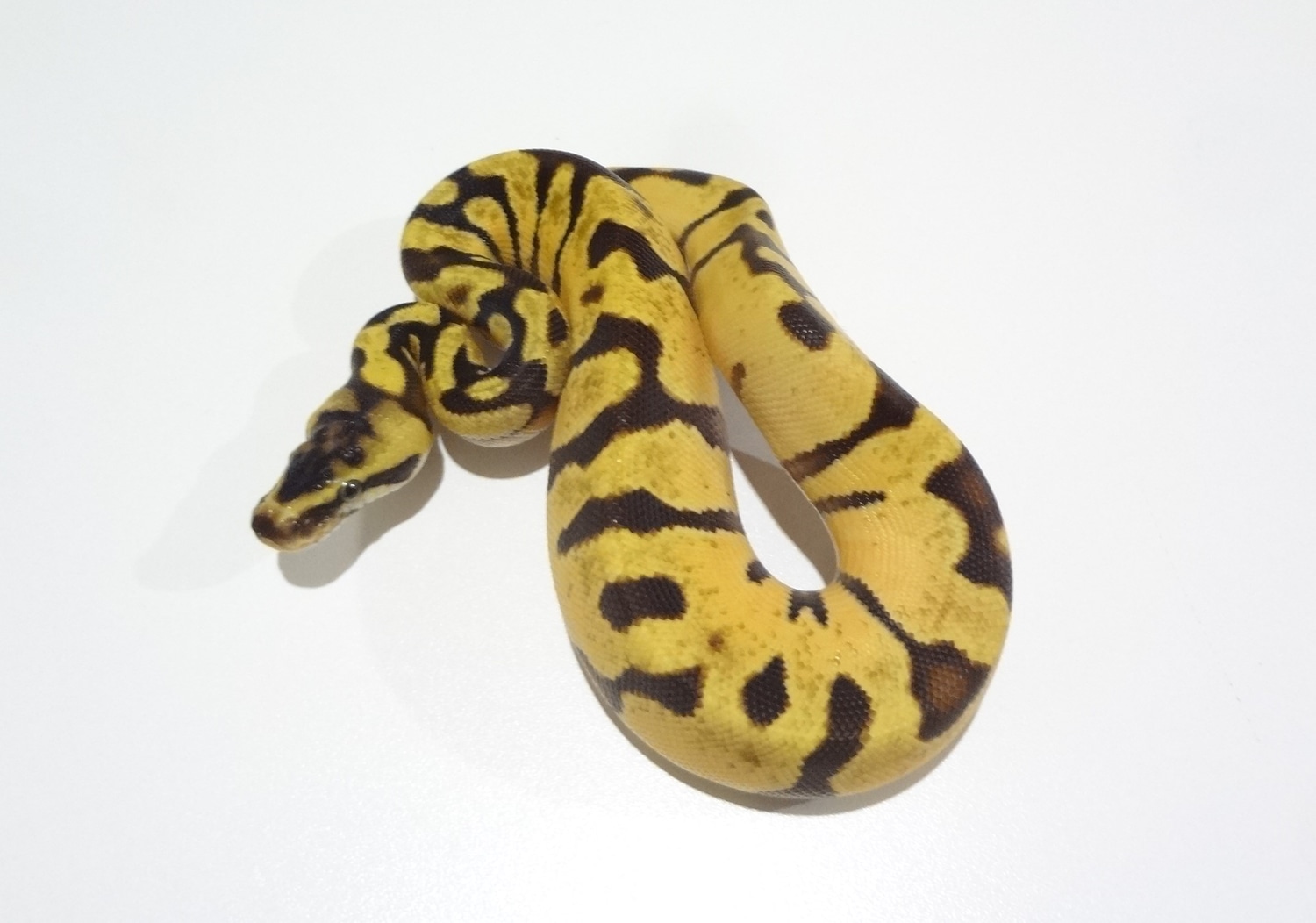 Super Enchi Pastel Poss Het Pied Ball Python by Millcreek Constrictors ...