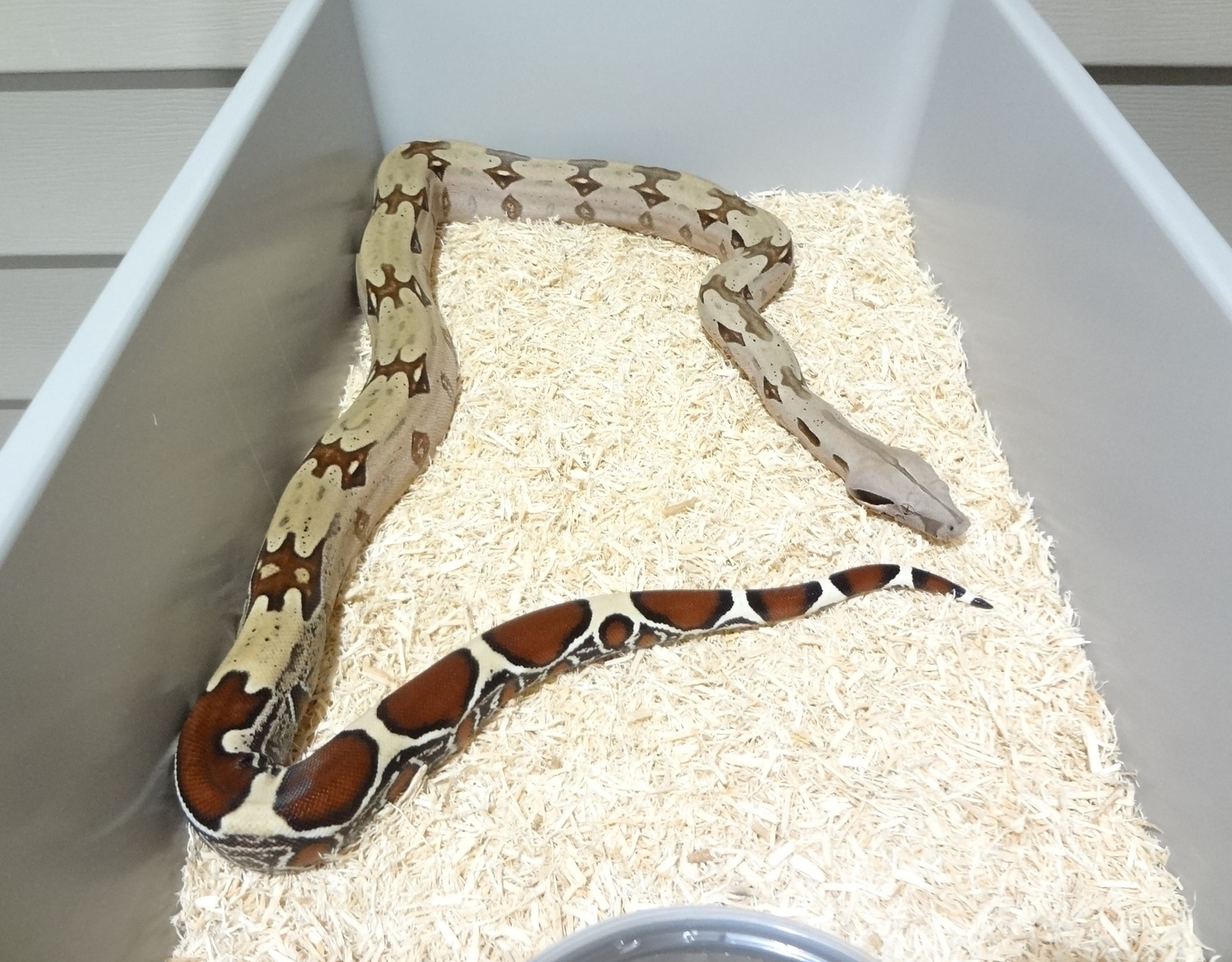 Suriname True Red-tailed Boa Constrictor by Millcreek Constrictors ...