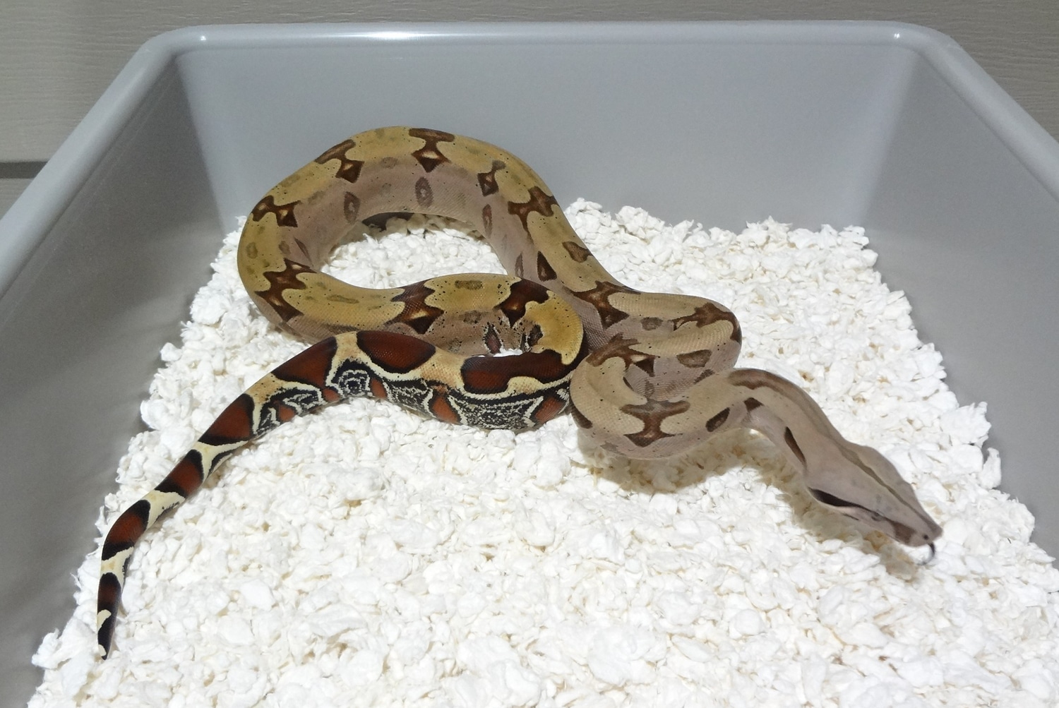 Suriname True Red-tailed Boa Constrictor by Millcreek Constrictors ...