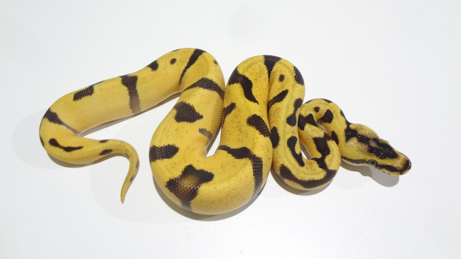 Super Enchi Super Pastel Orange Dream Poss Het Pied Ball Python by ...