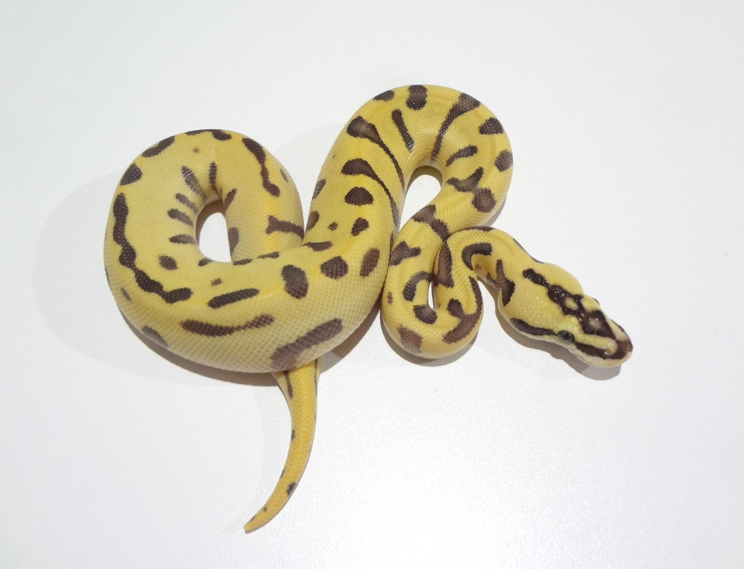 Super Enchi Superfly Leopard Yellowbelly Ball Python by Millcreek ...