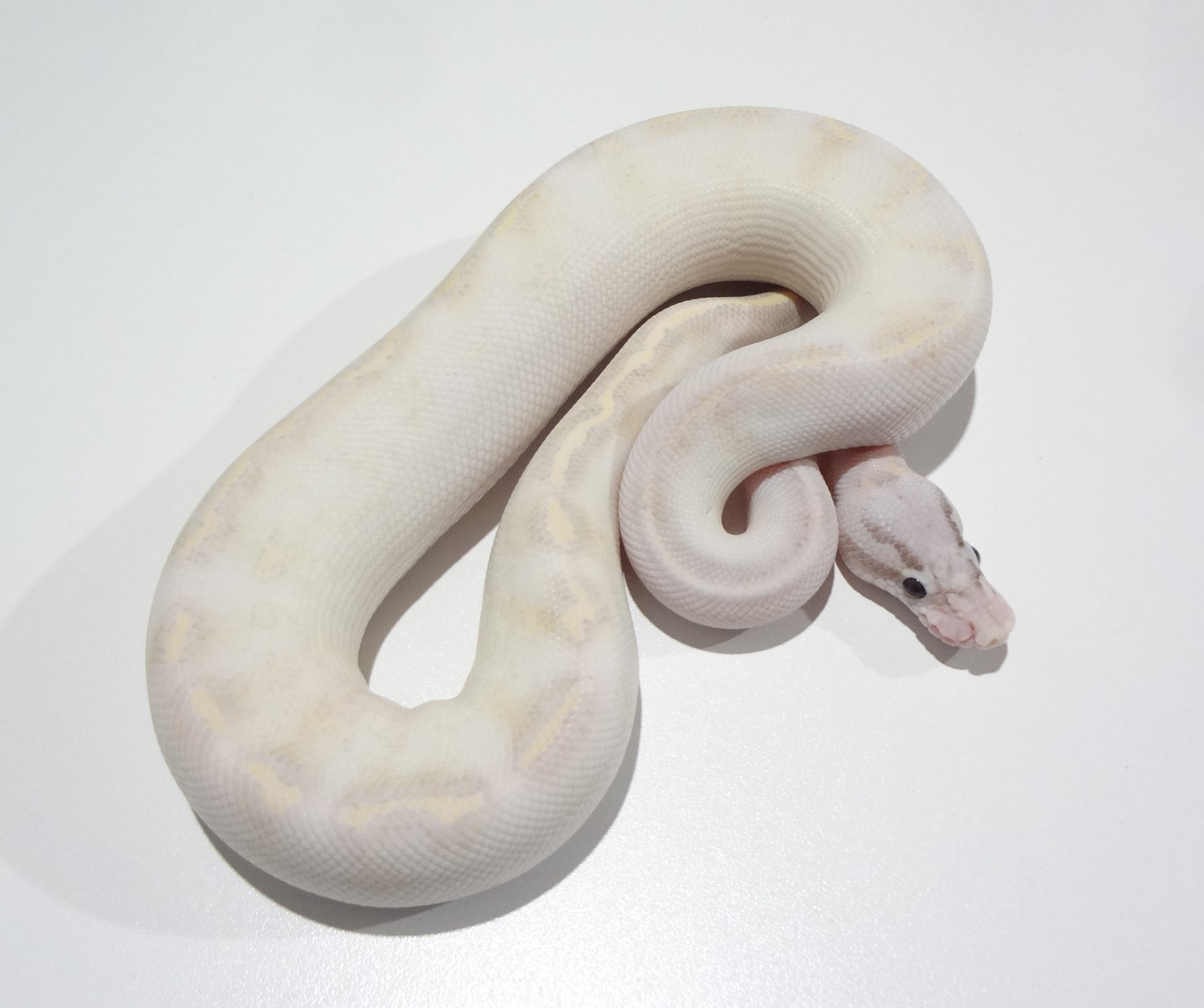 Pastel Ivory Ball Python by Millcreek Constrictors - MorphMarket