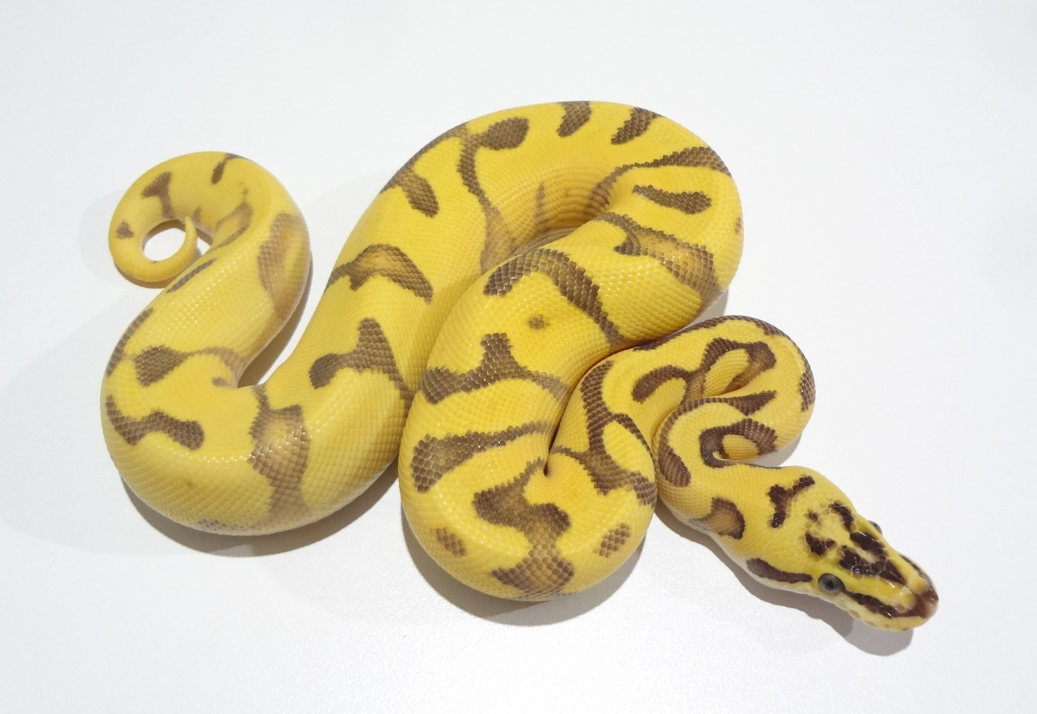 Super Enchi Firefly Orange Dream Ball Python by Millcreek Constrictors ...