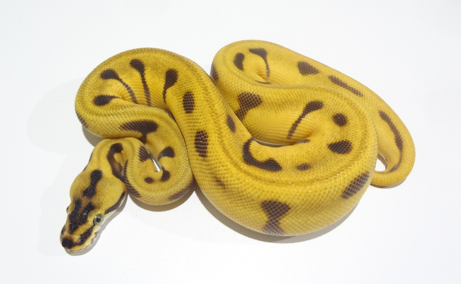Super Enchi Orange Dream Fire Leopard Ball Python by Millcreek ...