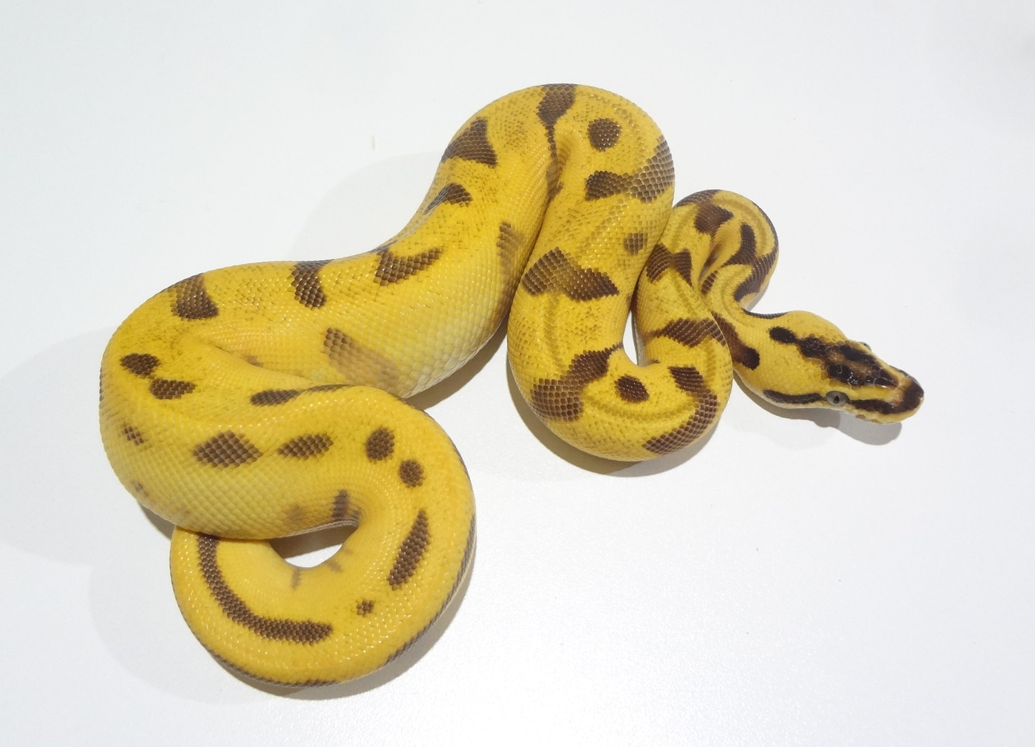 Super Enchi Firefly Orange Dream Leopard Ball Python by Millcreek ...