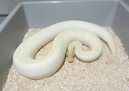 Proven Enchi Highway Ball Python by Millcreek Constrictors