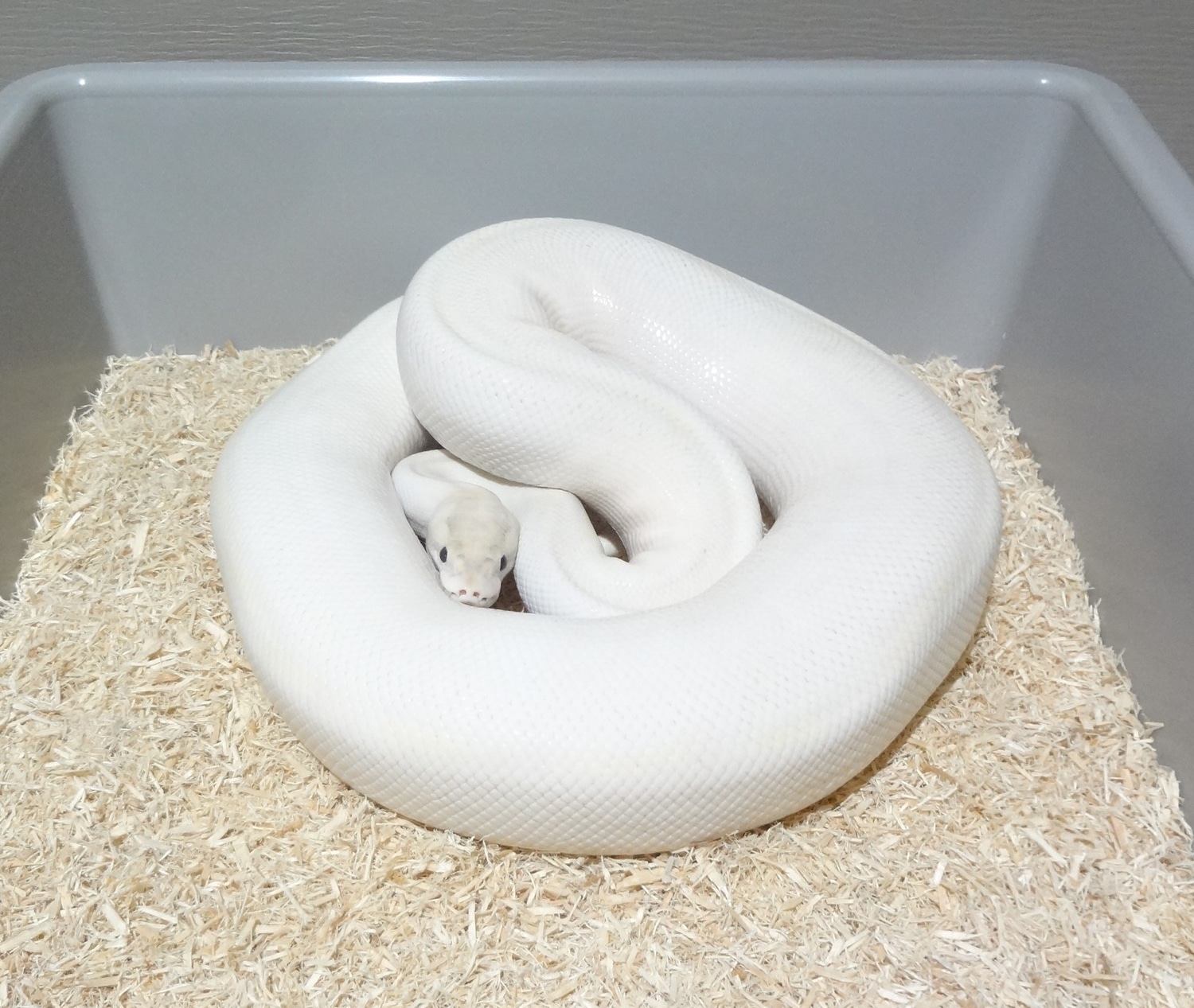 Proven Enchi Ivory Ball Python by Millcreek Constrictors - MorphMarket