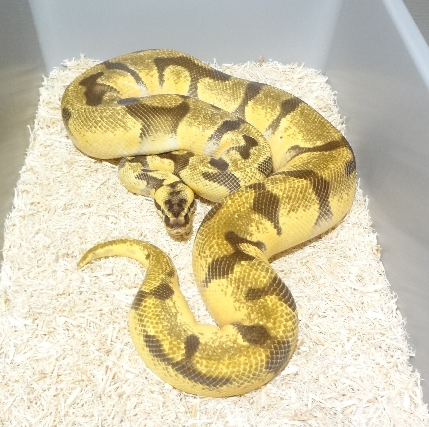 Proven Super Enchi Pastel Orange Dream Ball Python by Millcreek ...