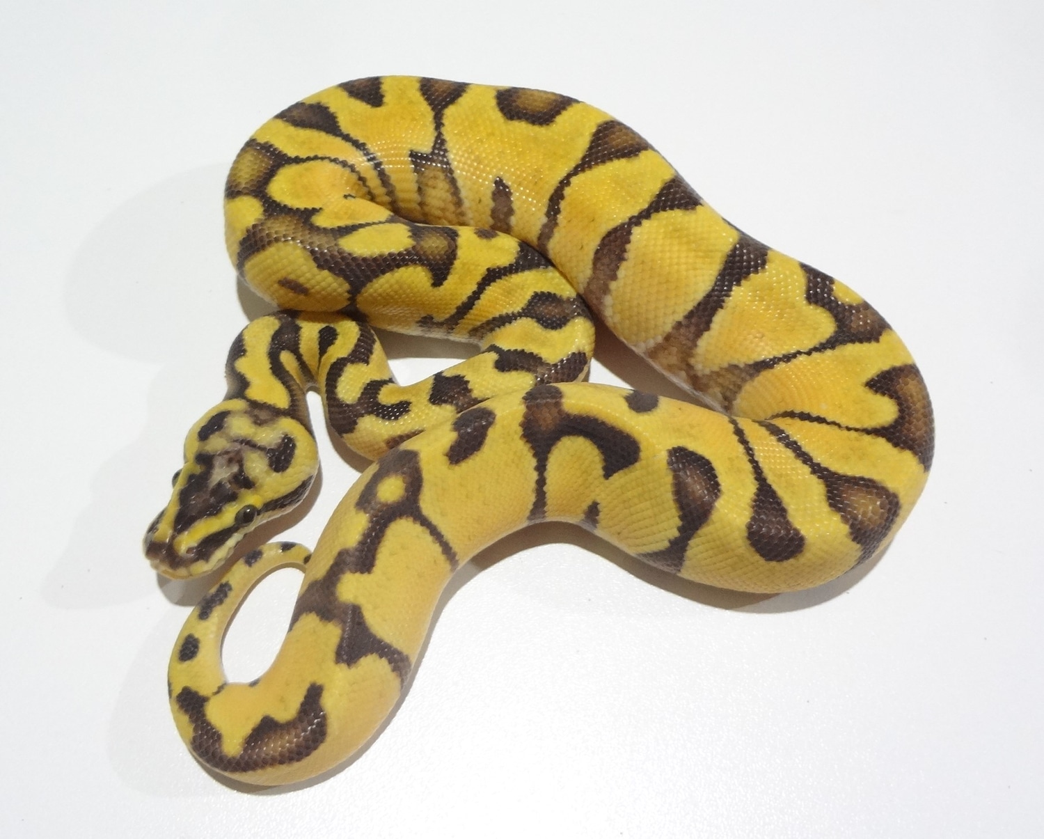 Super Enchi Pastel Ball Python by Millcreek Constrictors - MorphMarket
