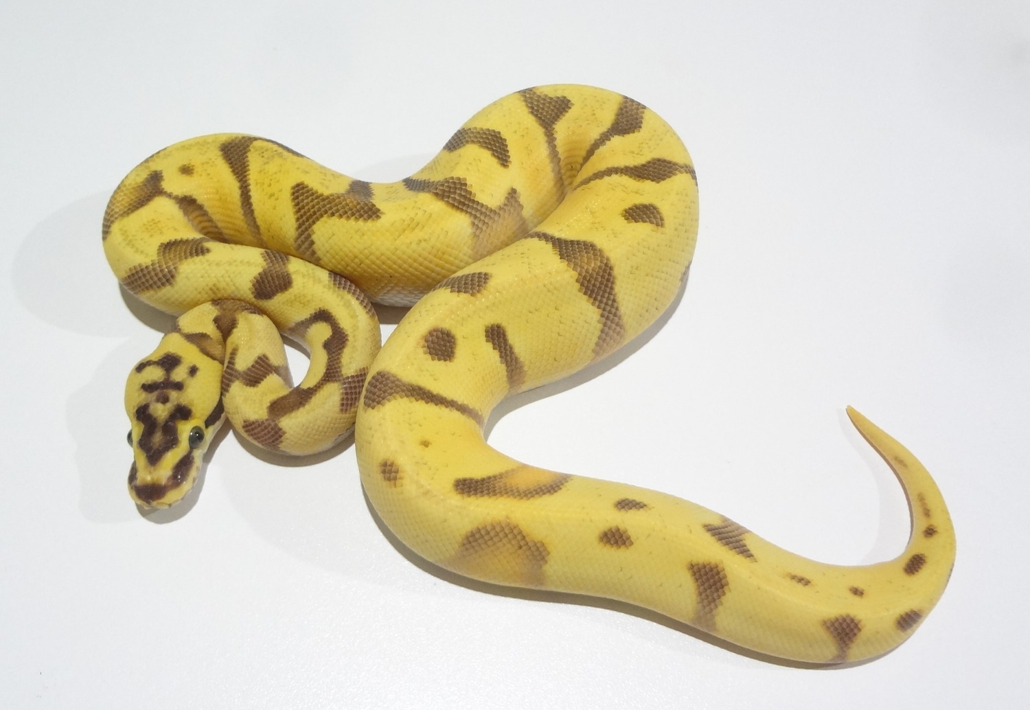 Super Enchi Orange Dream Fire YB Ball Python by Millcreek Constrictors ...