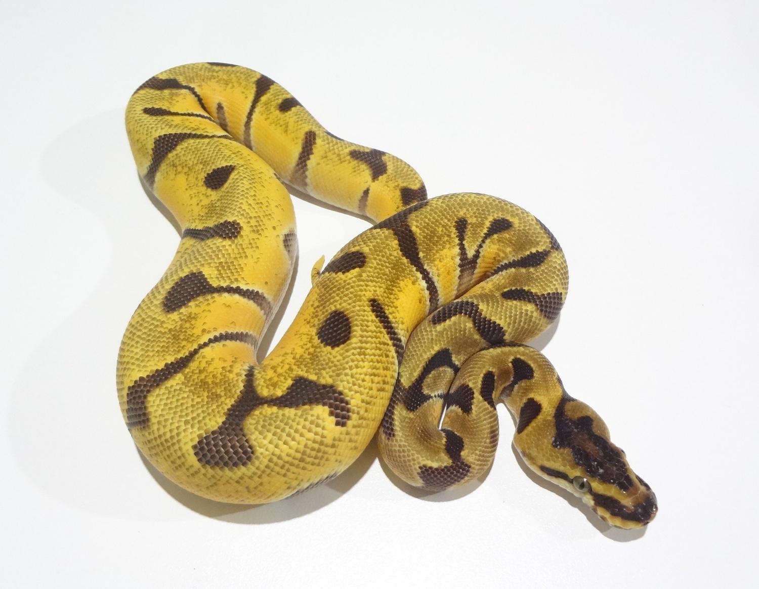 Super Enchi Orange Dream Ball Python by Millcreek Constrictors ...