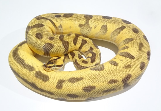 Super Enchi Super Pastel Leopard - Proven Ball Python by Millcreek ...