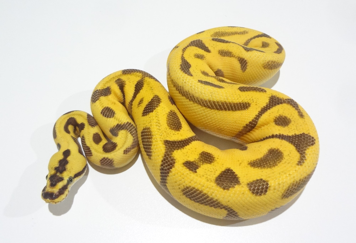 Super Enchi Firefly Orange Dream Leopard YB Ball Python by Millcreek ...