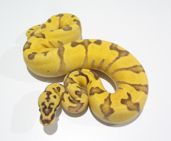Super Enchi Firefly Poss Orange Dream Ball Python by Millcreek Constrictors