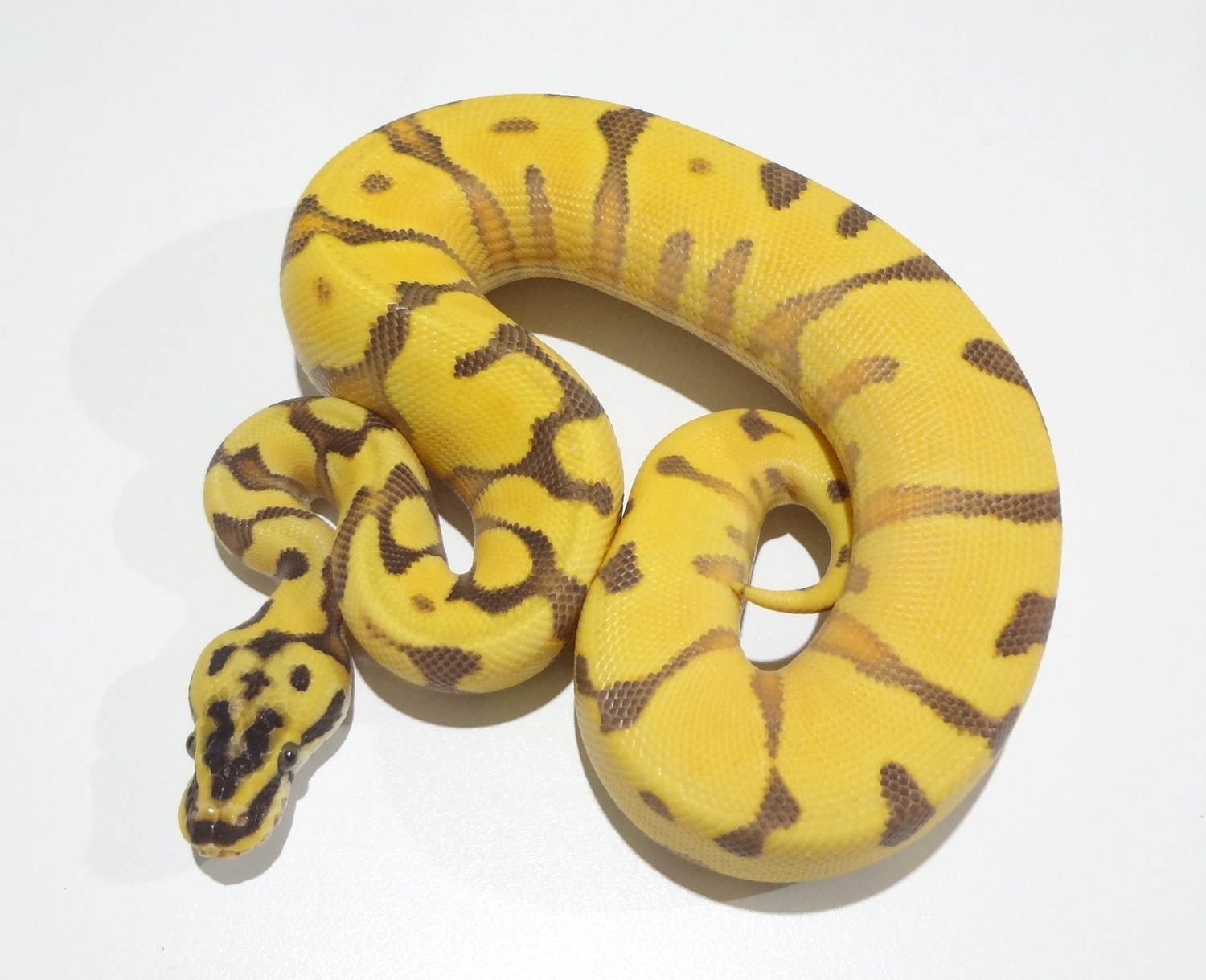 Super Enchi Super Pastel Orange Dream YB Ball Python by Millcreek ...