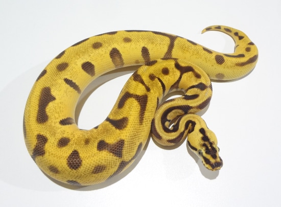 Super Enchi Pastel Leopard Ball Python by Millcreek Constrictors