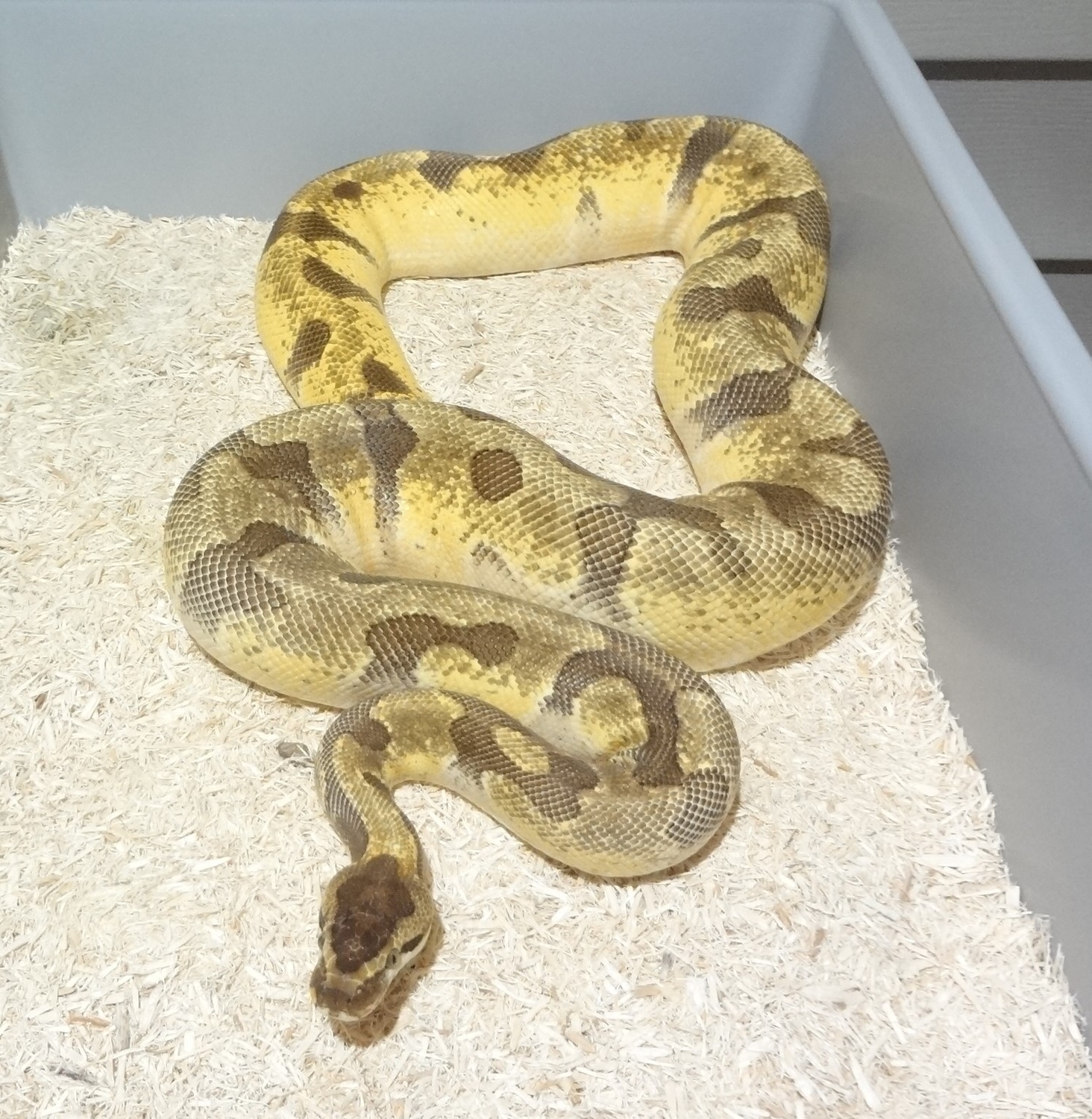 Proven Super Enchi Orange Dream Ball Python by Millcreek Constrictors ...