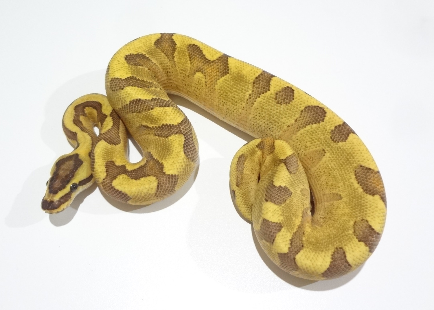 Super Enchi Fire Yellowbelly Ball Python by Millcreek Constrictors ...