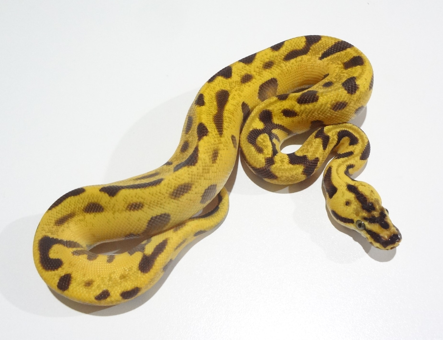 Super Enchi Pastel Leopard Ball Python by Millcreek Constrictors ...