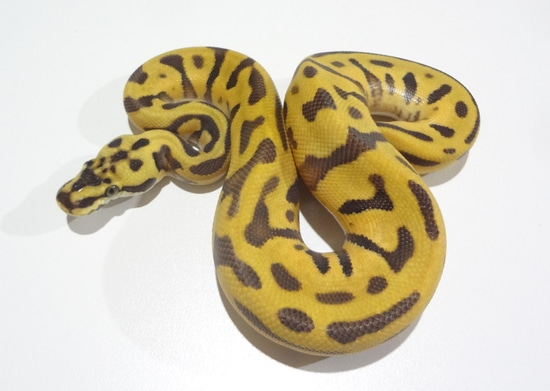 Super Enchi Pastel Leopard Ball Python by Millcreek Constrictors