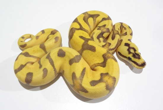 Super Enchi Firefly Ball Python by Millcreek Constrictors