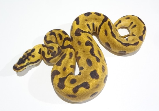 Super Enchi Pastel Leopard Ball Python by Millcreek Constrictors