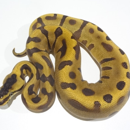 Super Enchi Pastel Leopard Ball Python by Millcreek Constrictors ...