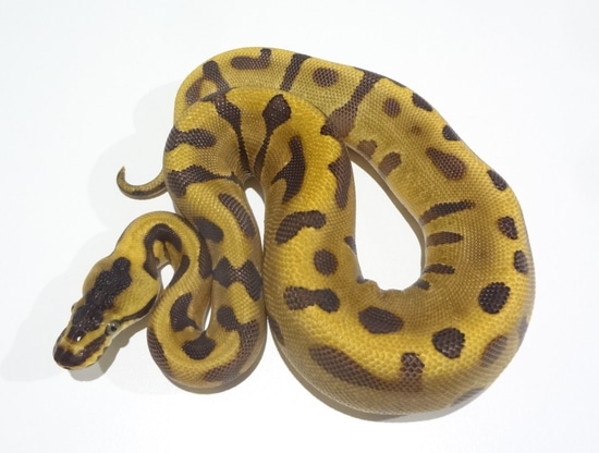 Super Enchi Leopard Ball Python by Millcreek Constrictors