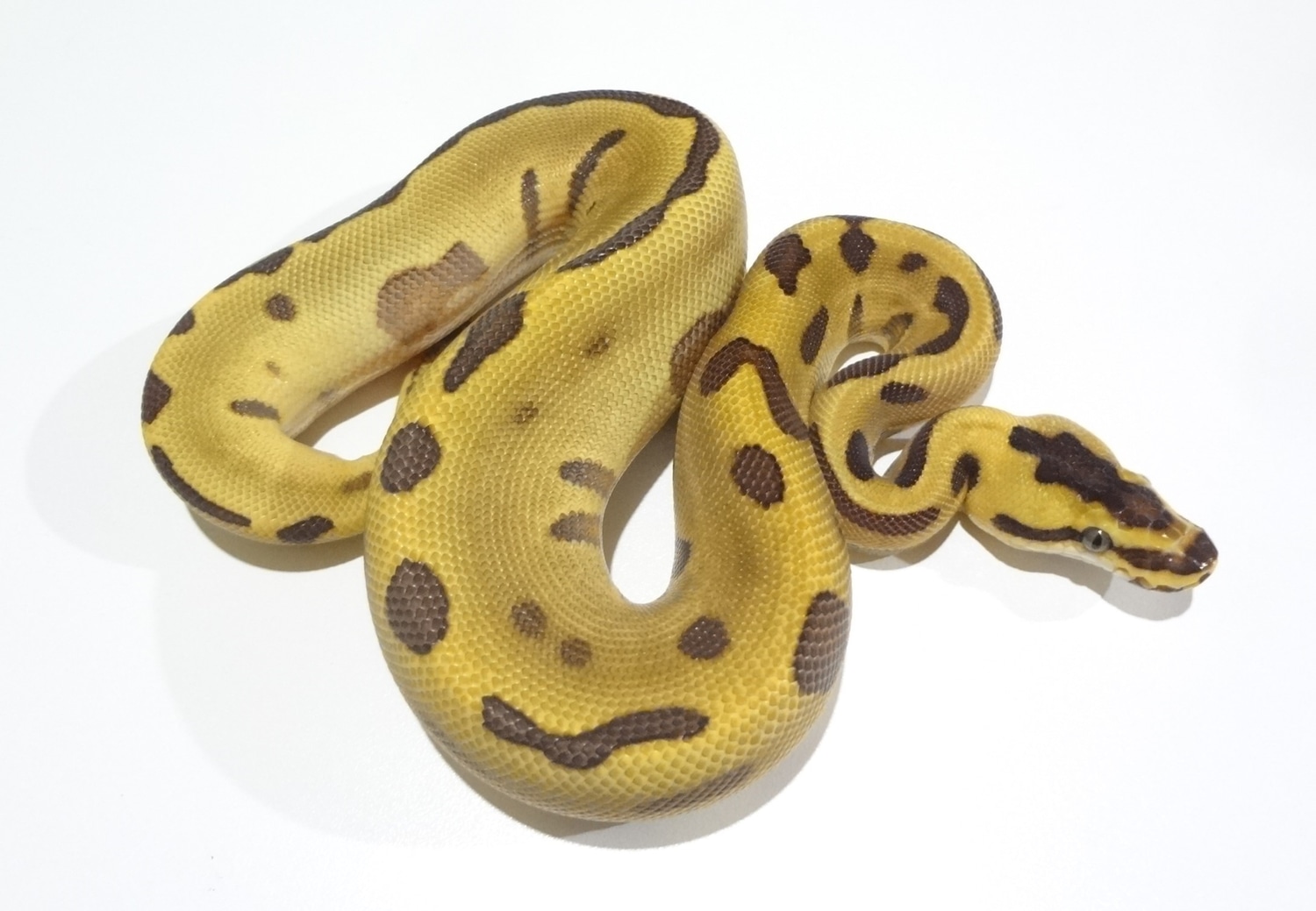 Super Enchi Fire Leopard Ball Python by Millcreek Constrictors ...