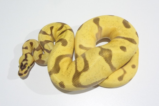 Super Enchi Firefly Orange Dream Ball Python by Millcreek Constrictors