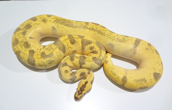 Super Enchi Firefly Leopard YB Ball Python by Millcreek Constrictors