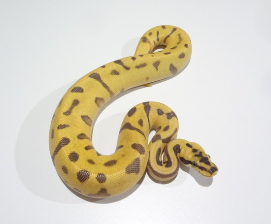 Super Enchi Super Pastel Leopard Ball Python by Millcreek Constrictors