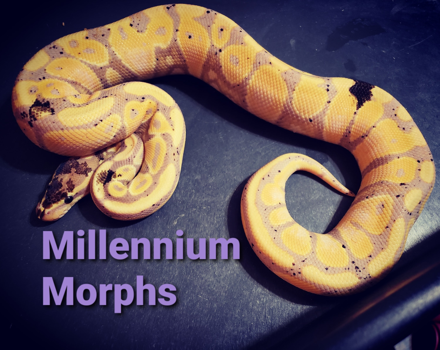 Millennium Morphs's Collection - MorphMarket