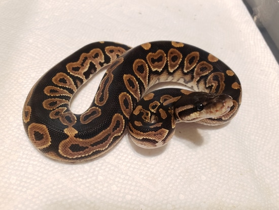 Cinnamon Ball Python by Millennium Morphs